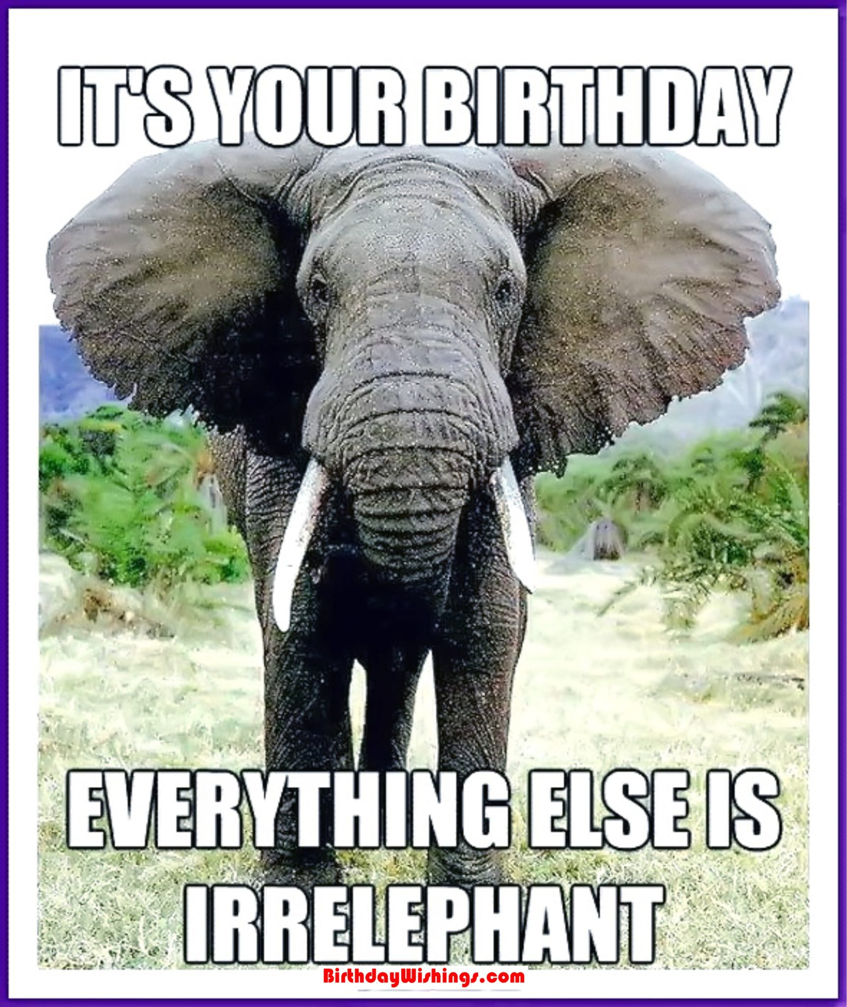 Funny Happy Birthday Memes With Cats Dogs Funny Animals