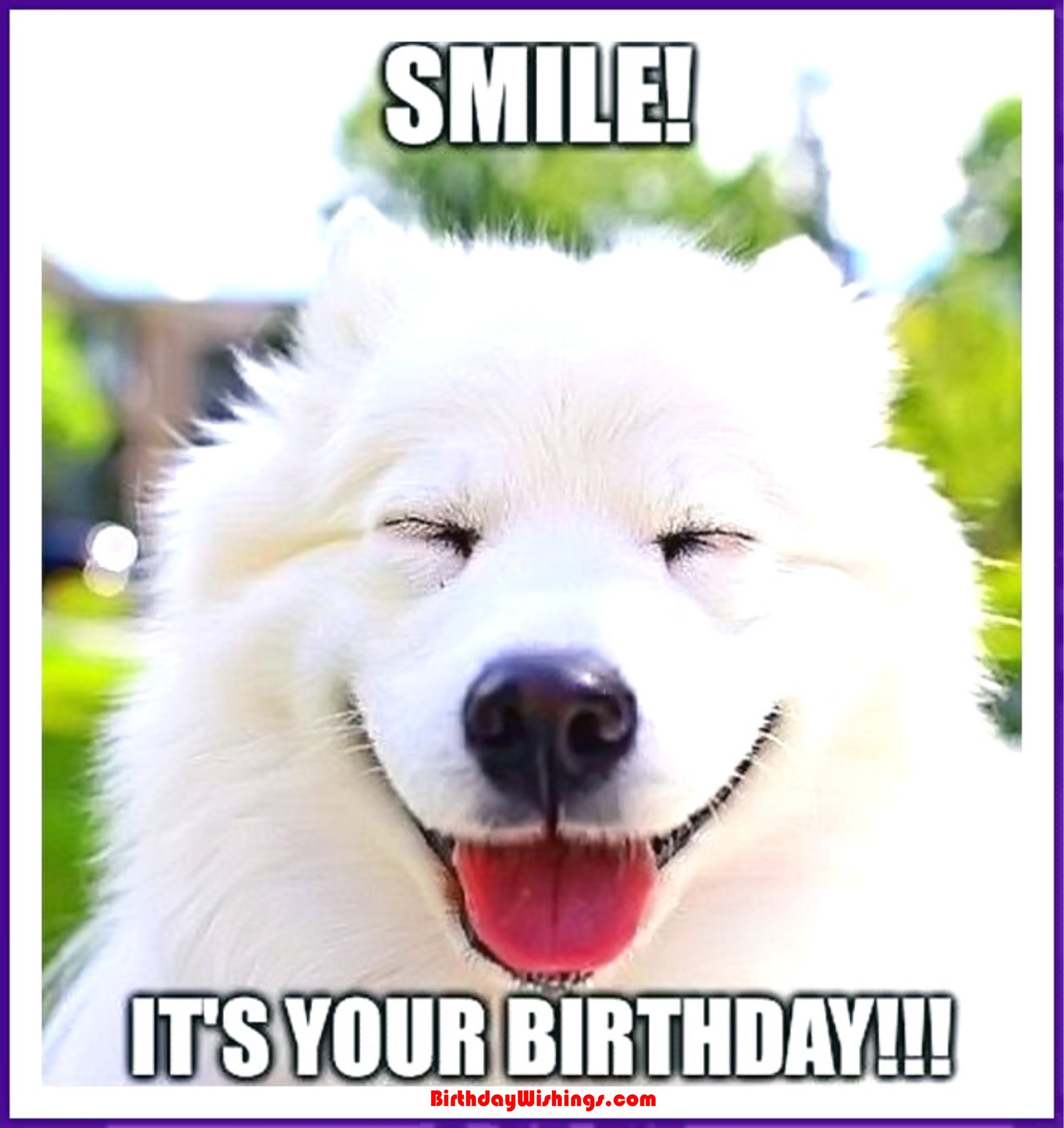 Funny Happy Birthday Memes With Cats Dogs Funny Animals
